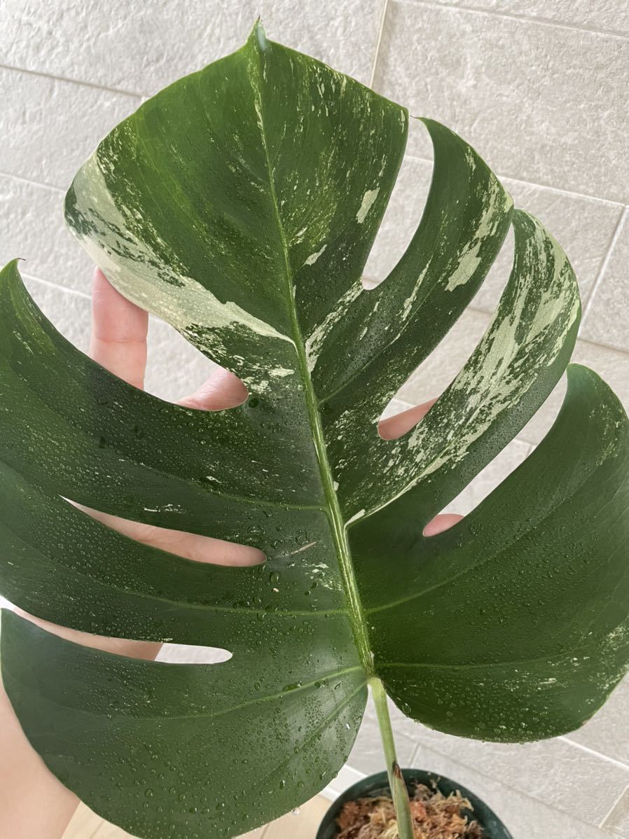モンステラ デリシオーサ 白斑入りWhite Tears /Monstera Deliciosa Variegated Albo White ...