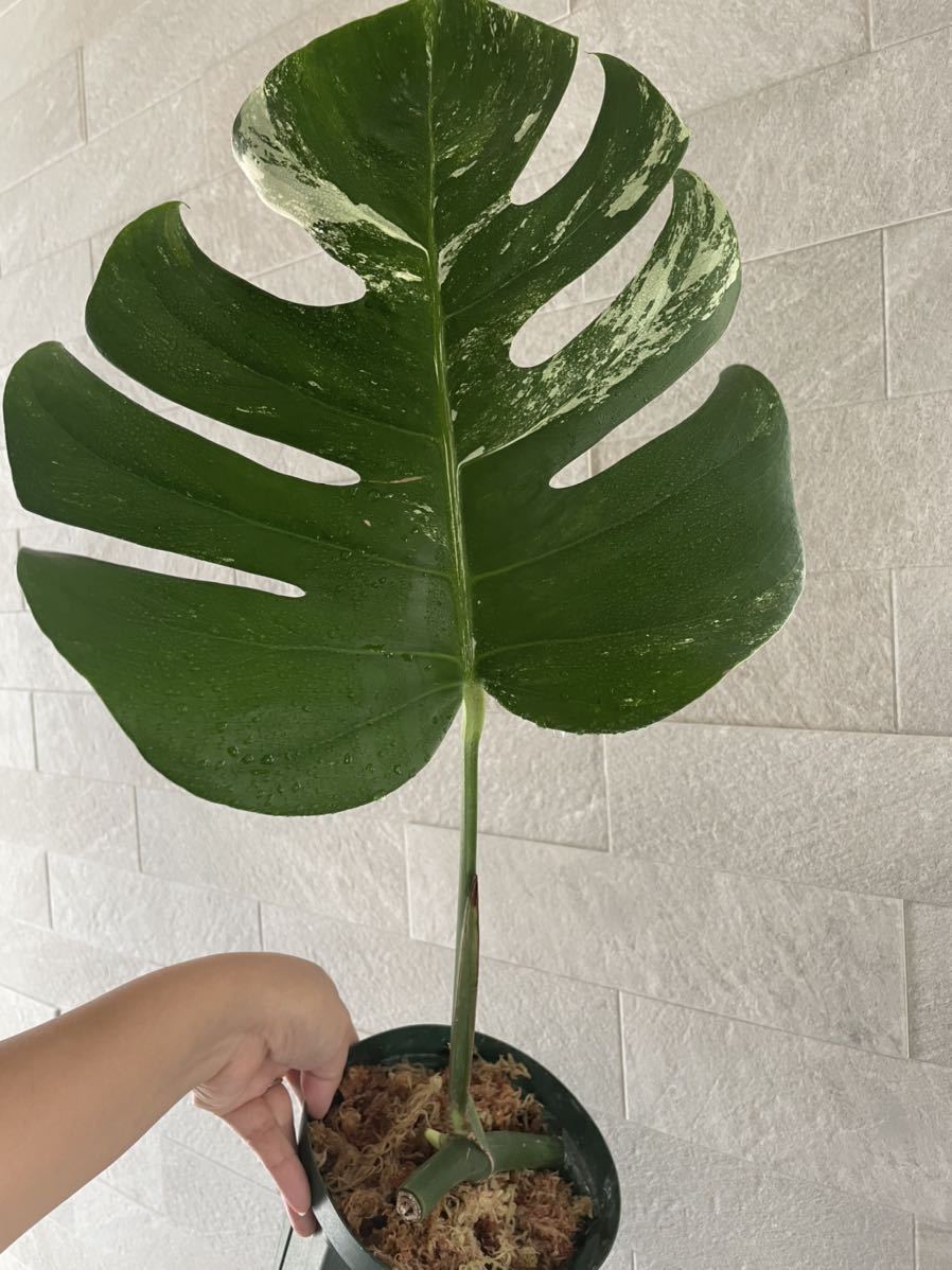 モンステラ デリシオーサ 白斑入りWhite Tears /Monstera Deliciosa Variegated Albo White ...