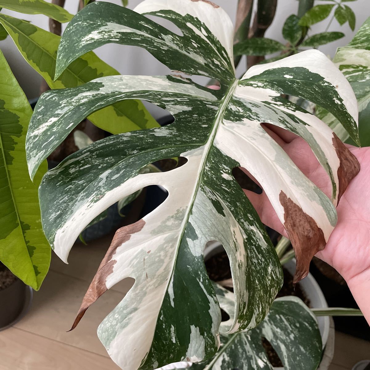 モンステラ デリシオーサ 白斑入りWhite Tears /Monstera Deliciosa Variegated Albo White ...
