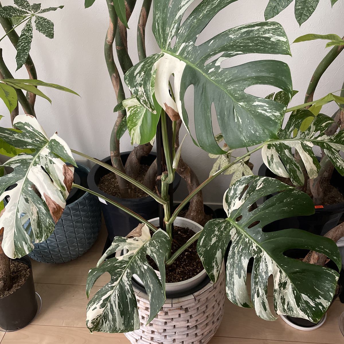 モンステラ デリシオーサ 白斑入りWhite Tears /Monstera Deliciosa Variegated Albo White ...