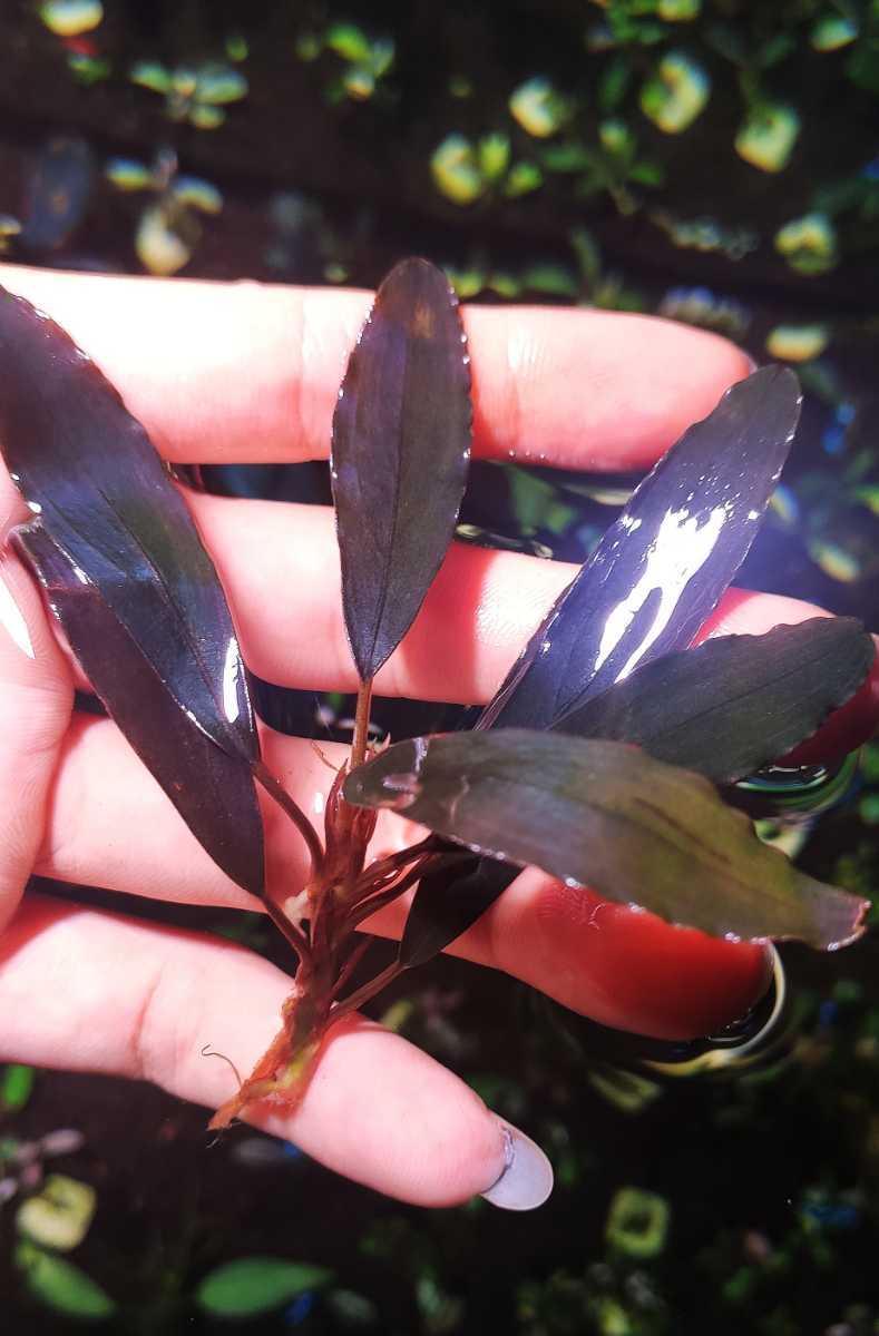 bucephalandra sp.Splendor purple(その他)｜売買されたオークション情報、yahooの商品情報をアーカイブ公開 - オークファン（aucfan.com）