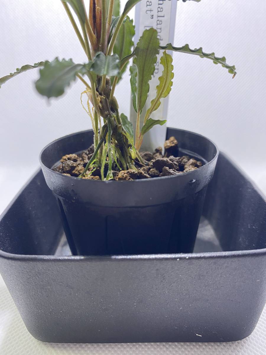 Bucephalandra sp. Mangat MF0417-2A ブセファランドラ(その他)｜売買されたオークション情報、yahooの商品 ...