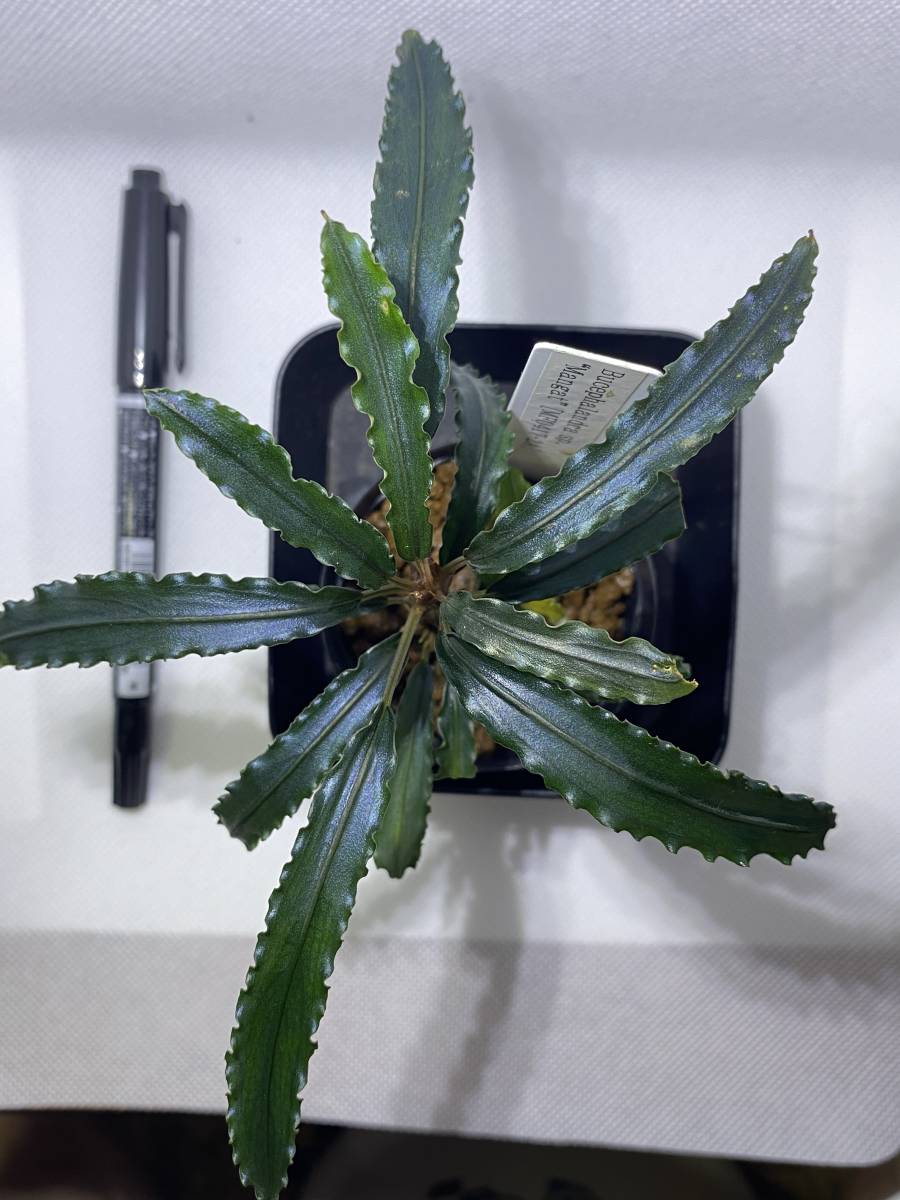 Bucephalandra sp. Mangat MF0417-2A ブセファランドラ(その他)｜売買されたオークション情報、yahooの商品 ...