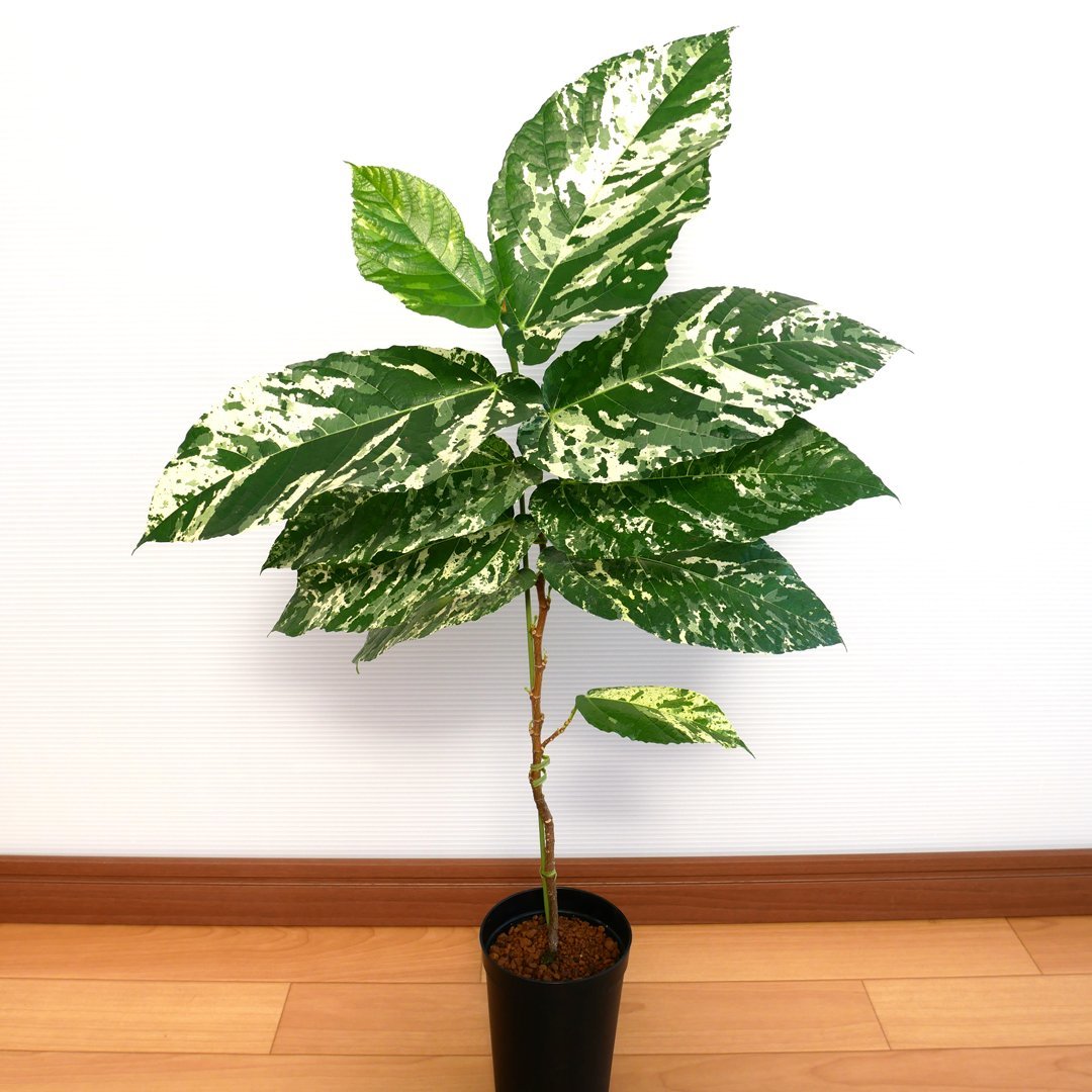 J フィカス アスペラ 'パーセリー’|9.0cmL|3号ロング|土植え|Ficus aspera 'Parcellii ...