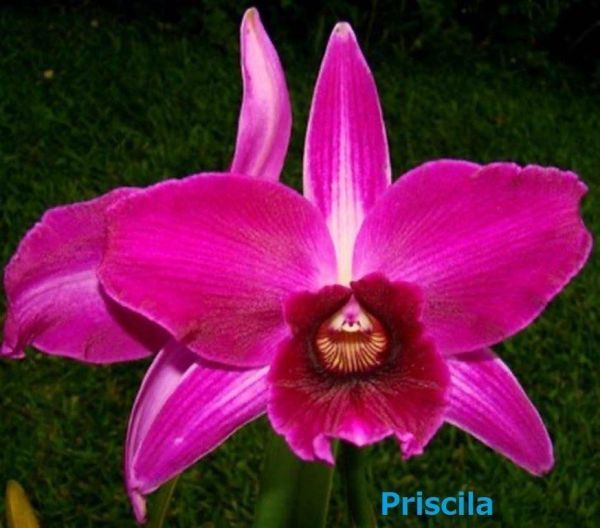 HIF洋蘭 723 C. purpurata x sib. venosa 'Daniela' x sanguinea 'Deschamps ...