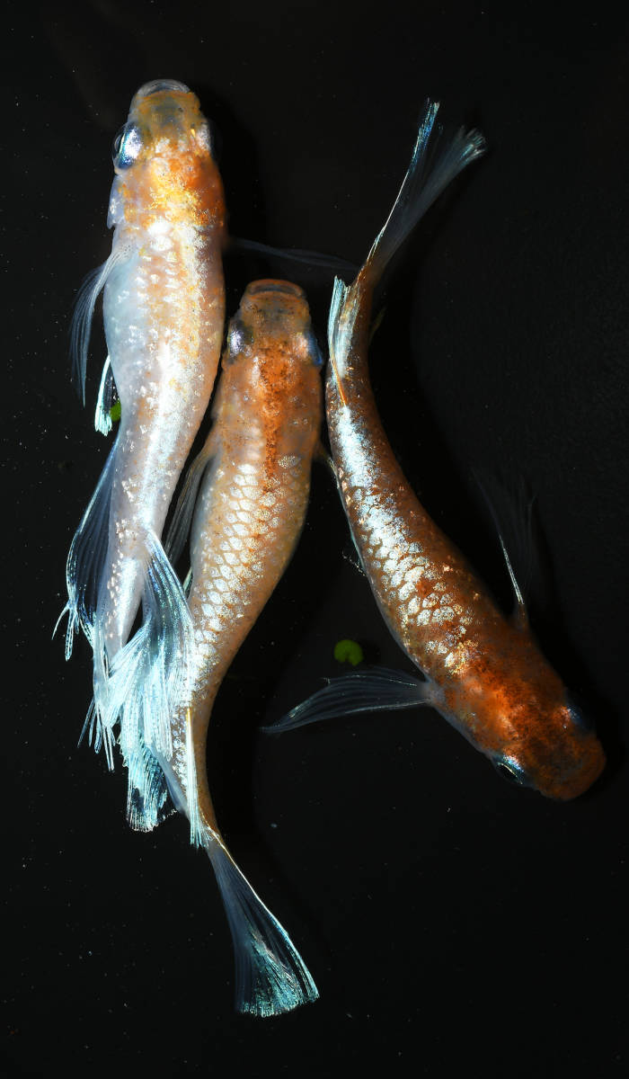 Fuji Aqua Green そうめん 三色 1雄 2雌(めだか)｜売買されたオークション情報、yahooの商品情報をアーカイブ公開 ...