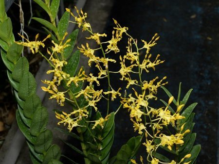 A23 Den. Ong-Ang Ai Boon 'Tsui Ling' OG 洋蘭交配種 デンドロビウム R4-0928(ラン)｜売買された ...