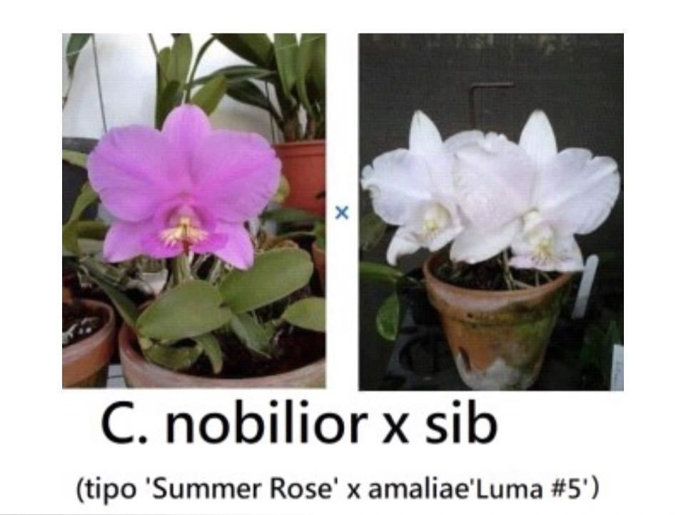 599 洋蘭原種 C. nobilior x sib tipo 'Summer Rose' x amaliae 'Luma #5' 大株(ラン)｜売買されたオークション情報、yahooの商品 ...