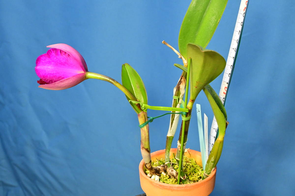 I-4 C. Sanyo Jackpot 'Enami' SBM/JOGA C. Mini Purple x Jose Dias Castro 洋蘭交配種カトレア R5-0222-I(ラン ...