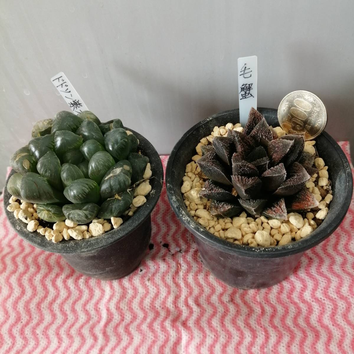 ハオルチア 2鉢セット 毛蟹 ドドソン紫オブツーサOB1(サボテン)｜売買されたオークション情報、yahooの商品情報をアーカイブ公開 - オークファン（aucfan.com）