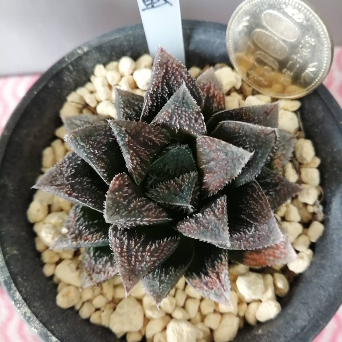 ハオルチア 2鉢セット 毛蟹 ドドソン紫オブツーサOB1(サボテン)｜売買されたオークション情報、yahooの商品情報をアーカイブ公開 - オークファン（aucfan.com）