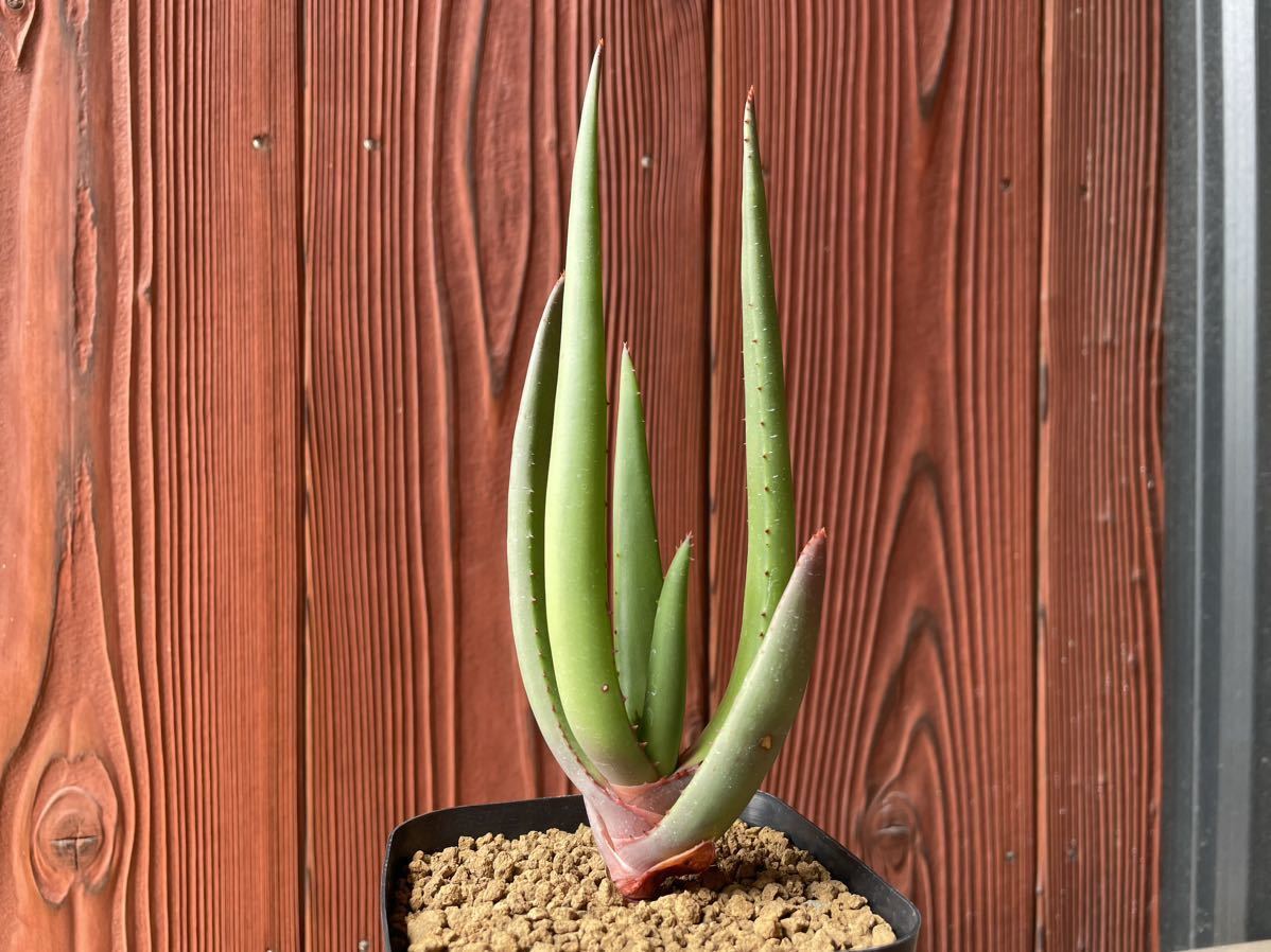 Aloe barbara-jeppeae アロエ バーバラ ジェッピー 実生(アロエ)｜売買されたオークション情報、yahooの商品情報を ...