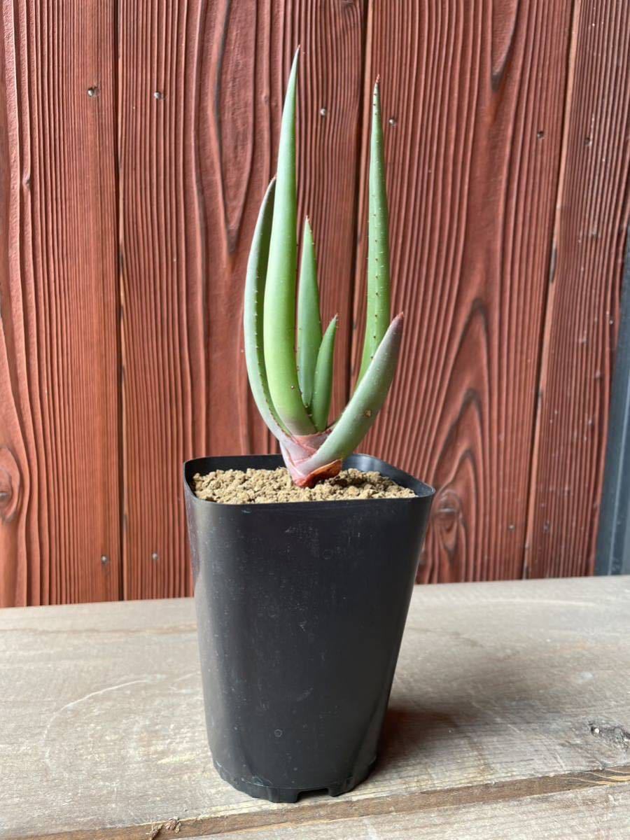 Aloe barbara-jeppeae アロエ バーバラ ジェッピー 実生(アロエ)｜売買されたオークション情報、yahooの商品情報を ...