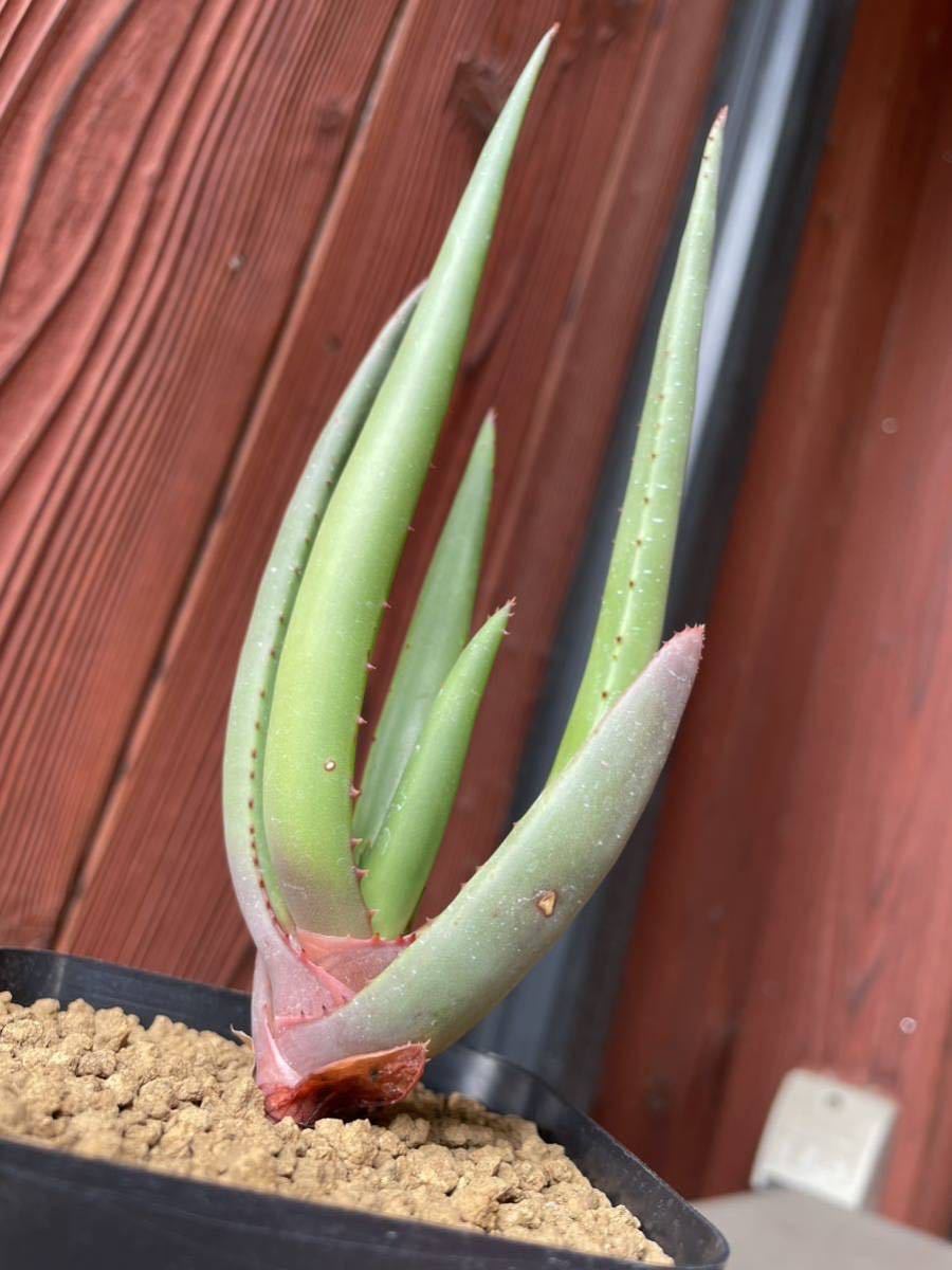 Aloe barbara-jeppeae アロエ バーバラ ジェッピー 実生(アロエ)｜売買されたオークション情報、yahooの商品情報を ...