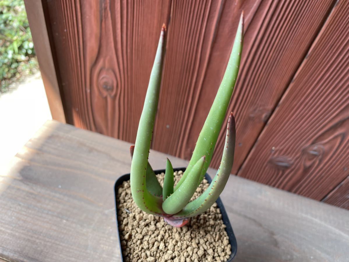 Aloe barbara-jeppeae アロエ バーバラ ジェッピー 実生(アロエ)｜売買されたオークション情報、yahooの商品情報を ...