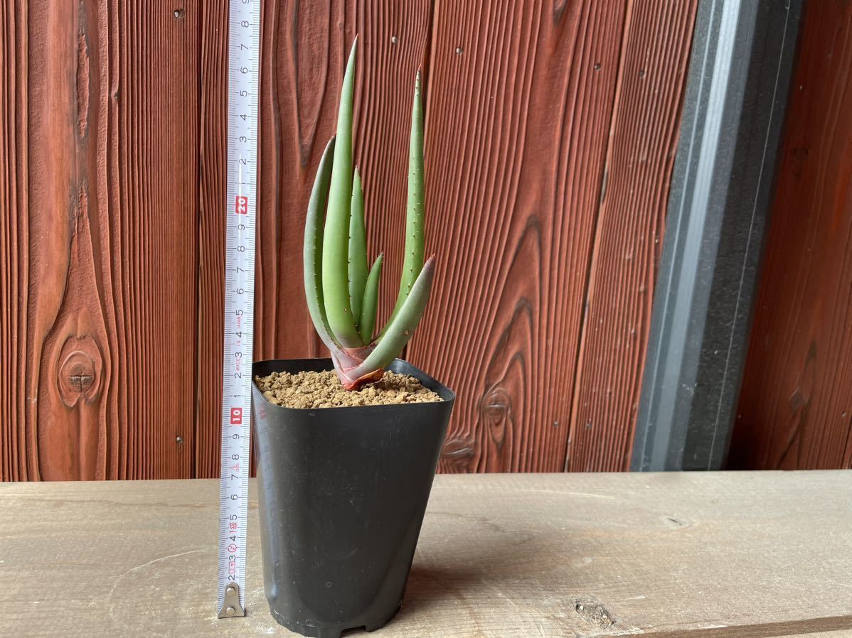 Aloe barbara-jeppeae アロエ バーバラ ジェッピー 実生(アロエ)｜売買されたオークション情報、yahooの商品情報を ...