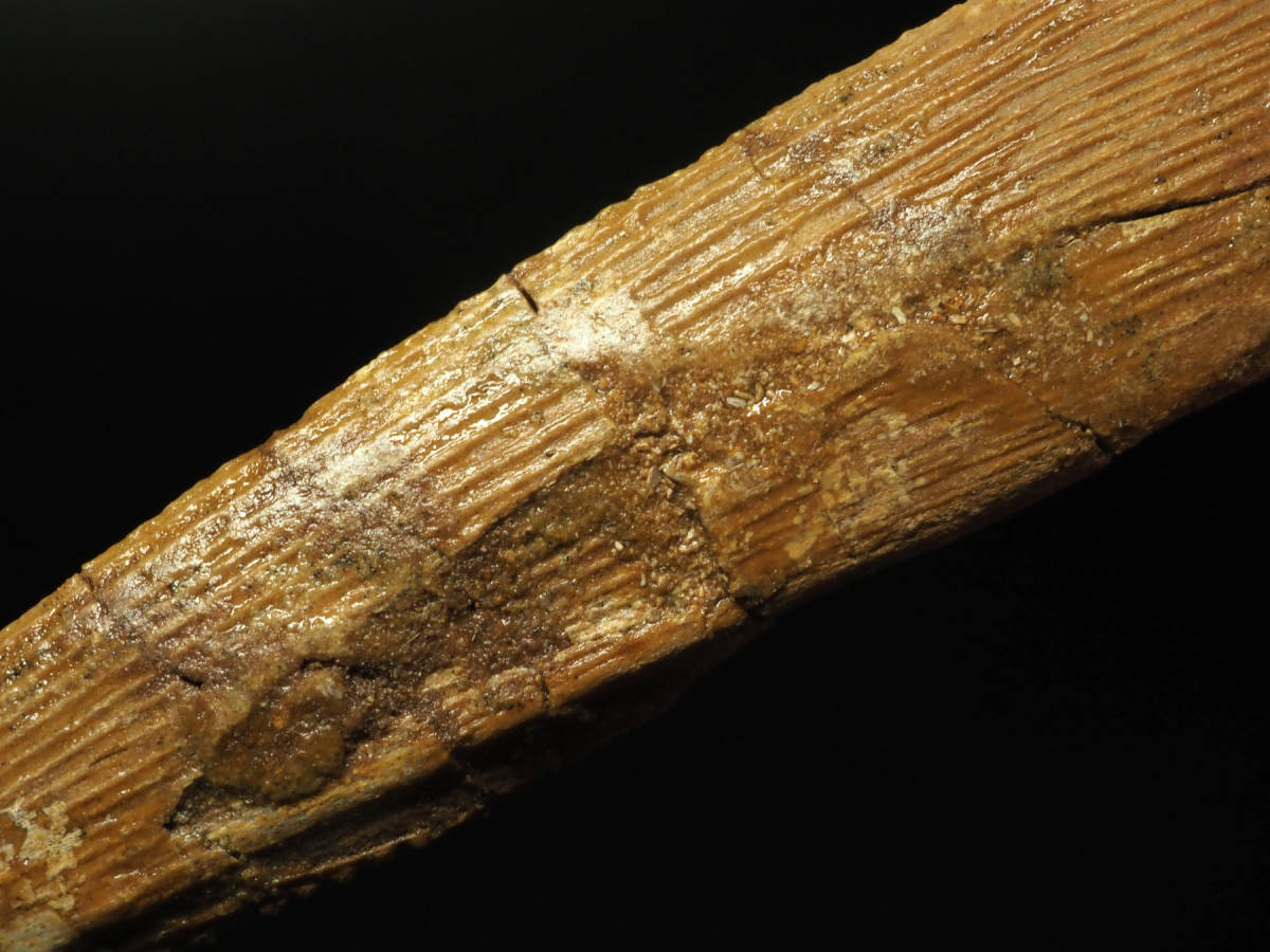 上質 シャークスパイン 鮫の棘 化石 Hybodus obtusus 230 mm 87 g モロッコ王国産/魚/恐竜(化石)｜売買された ...