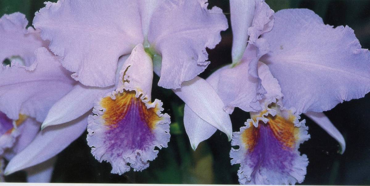 洋蘭 原種 カトレア 原産地由来 C.mossiae coerulea'Jose Dias Castro' モシエ セルレア’ホセデアス ...