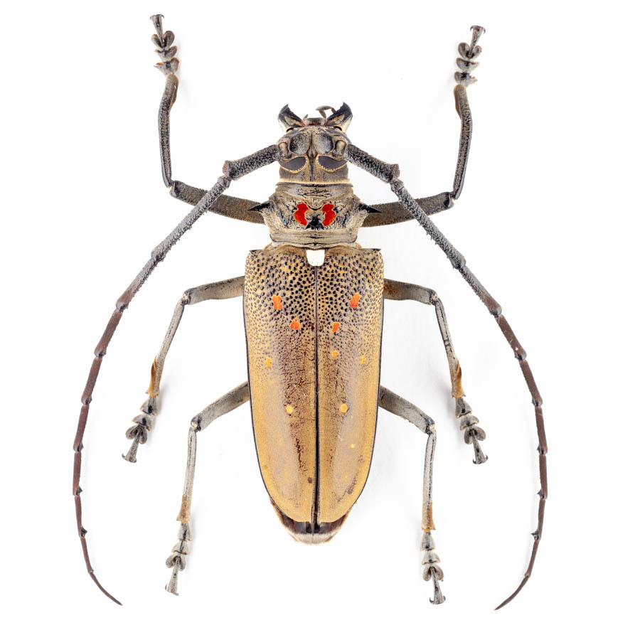 B. rufomaculata 12 マダガスカルのカミキリ(虫類)｜売買されたオークション情報、yahooの商品情報をアーカイブ公開 ...