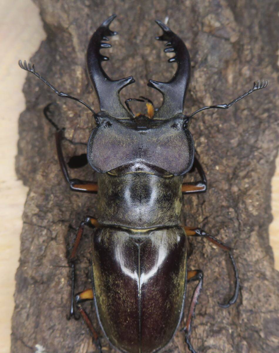 鹿児島県産 ミヤマクワガタ WD 70.9×39mmペア(国産)｜売買されたオークション情報、yahooの商品情報をアーカイブ公開 - オークファン（aucfan.com）