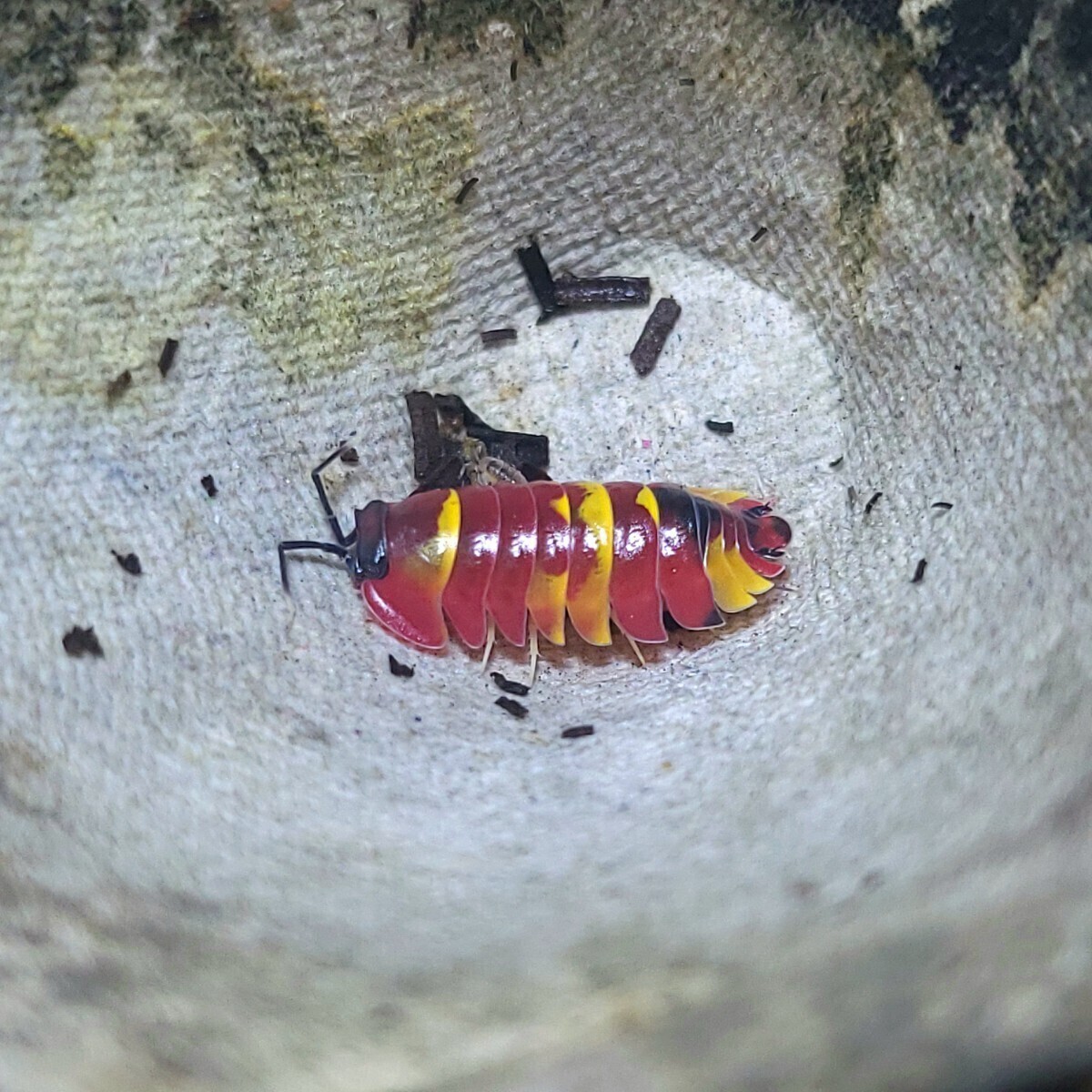 5匹+α スカーレット メルラネラ 成体 ダンゴムシ ワラジムシ ワラダン merulanella sp.scarlet(虫類)｜売買された ...