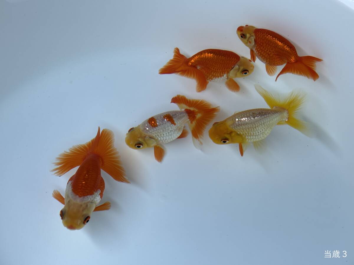 大阪らんちゅう 当歳魚 5尾 3(らんちゅう)｜売買されたオークション情報、yahooの商品情報をアーカイブ公開 - オークファン ...