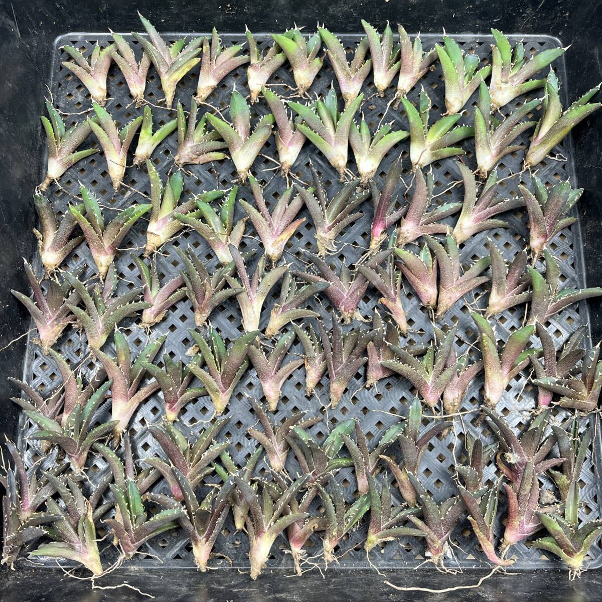 T14多肉植物 アガベ チタノタ 雪峰 鬼爪 子株 agave titanota snow peak 100株(アガベ)｜売買されたオークション情報、yahooの商品情報をアーカイブ公開 ...