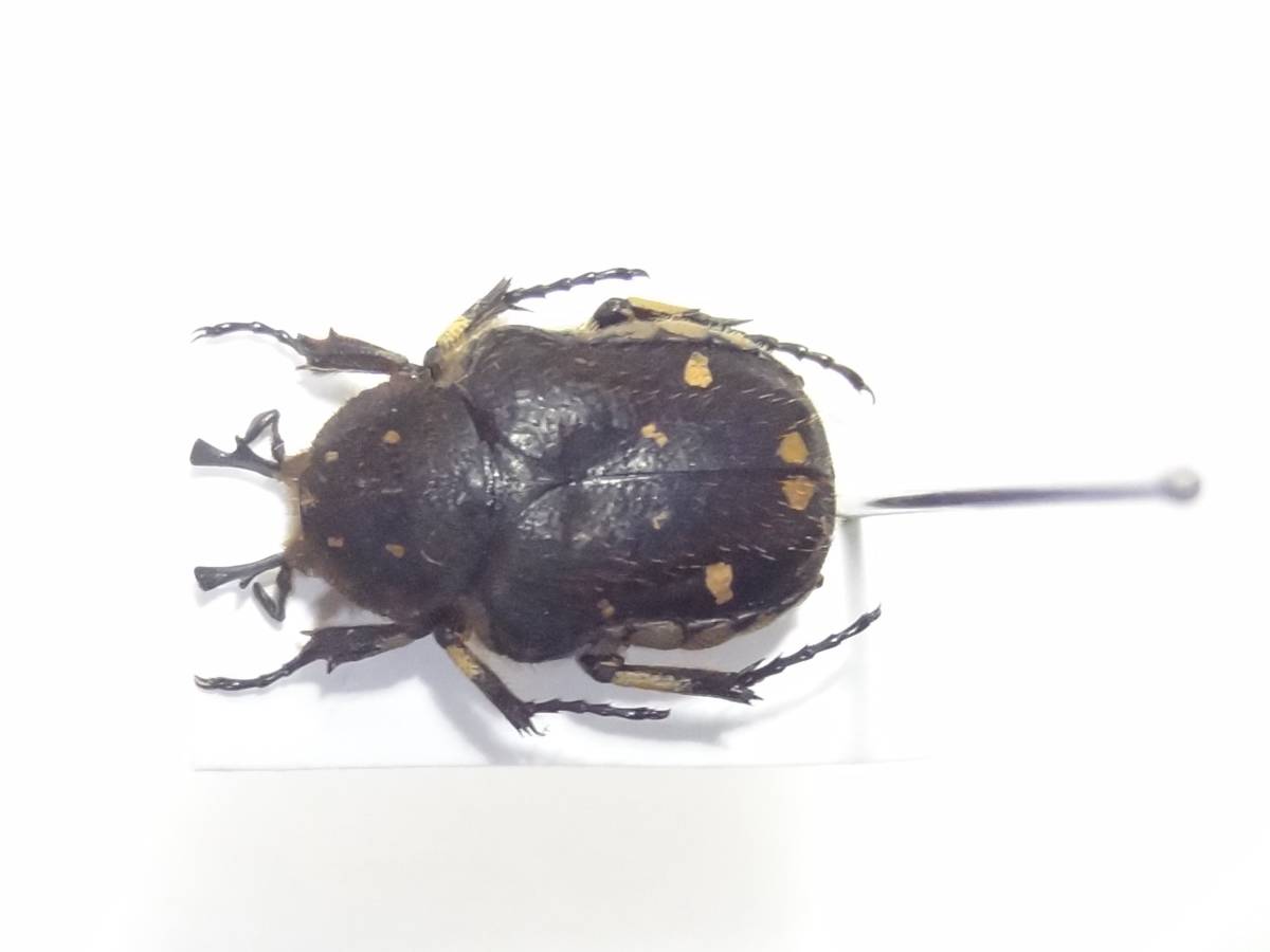 goliathopsis duponti 昆虫 標本 カナブン ハナムグリ(その他)｜売買されたオークション情報、yahooの商品情報を ...
