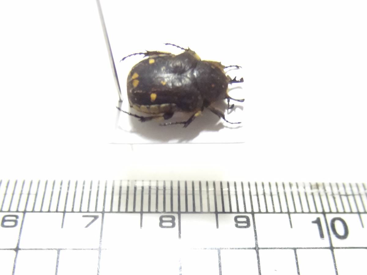 goliathopsis duponti 昆虫 標本 カナブン ハナムグリ(その他)｜売買されたオークション情報、yahooの商品情報を ...