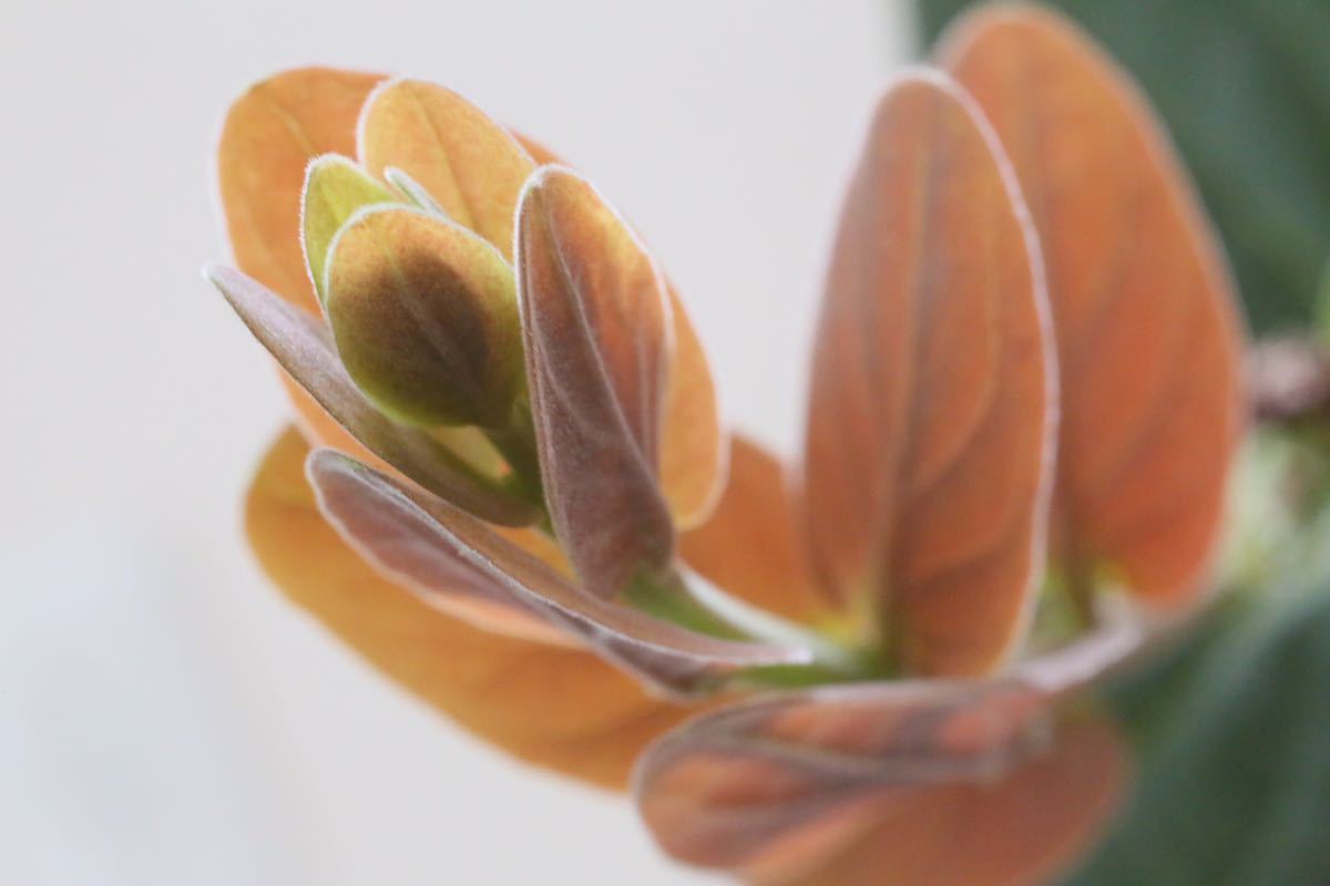 着床ツツジ Macleania pentaptera マクレアニア ペンタプトラ(その他)｜売買されたオークション情報、yahooの商品情報を ...