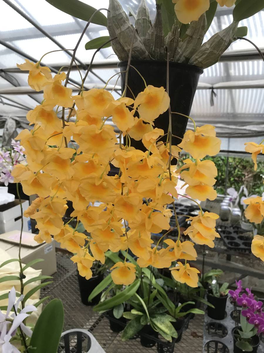 洋蘭原種 Den.lindley 'Florida Sunshin' しっかりとした株に3F(ラン)｜売買されたオークション情報、yahooの商品情報をアーカイブ公開 - オークファン ...