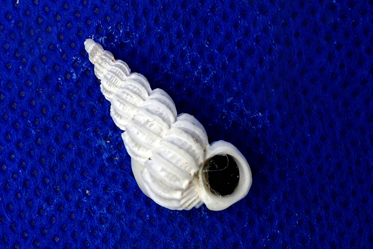 Epitonioidea-0053 マゼランイトカケ蓋付き Cirsotrema magellanicum Philippi 1845 貝 貝殻 貝殻標本(その他)｜売買されたオークション情報 ...